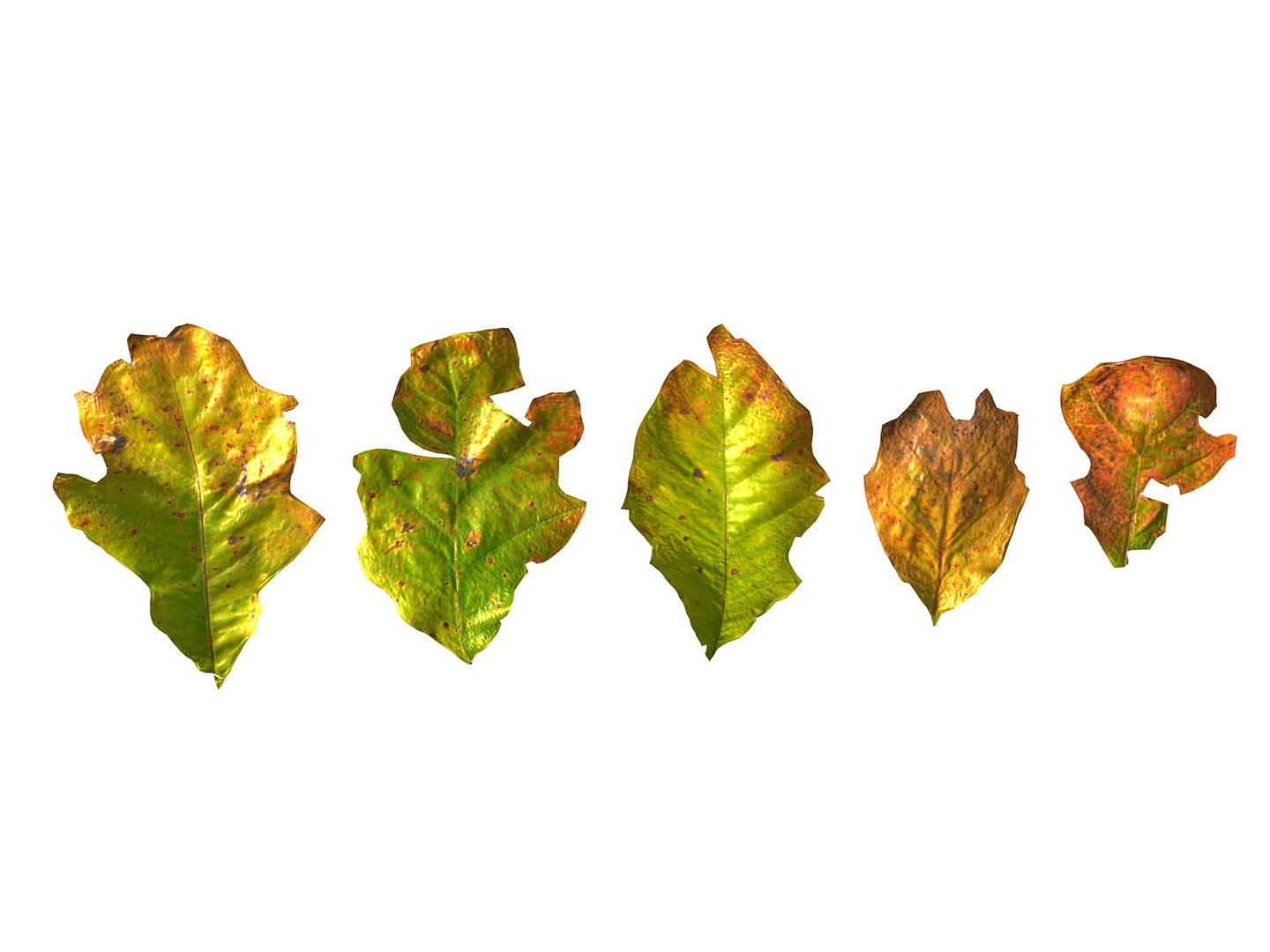 3D Autumn Leaves Scan Pack - TurboSquid 1340274