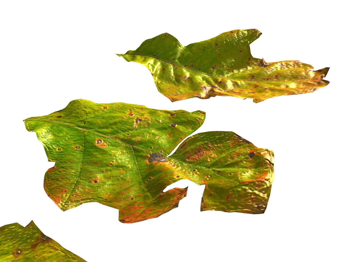 3D Autumn Leaves Scan Pack - TurboSquid 1340274