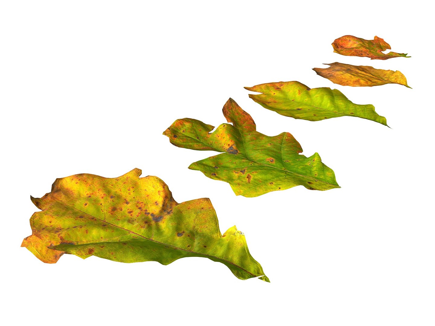 3D Autumn Leaves Scan Pack - TurboSquid 1340274