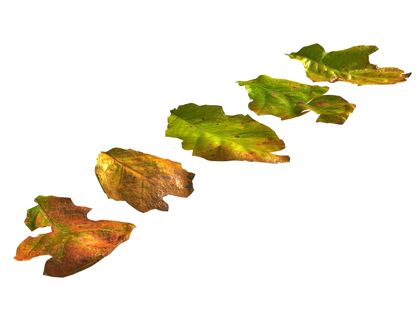 3D Autumn Leaves Scan Pack - TurboSquid 1340274