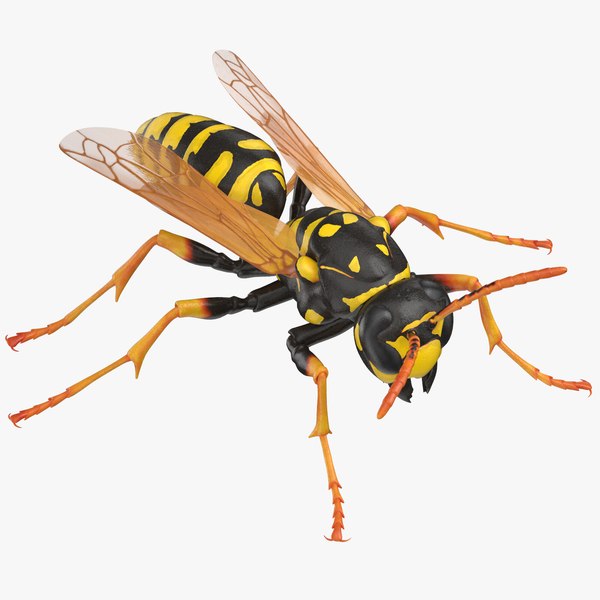 3D paper wasp model - TurboSquid 1399525