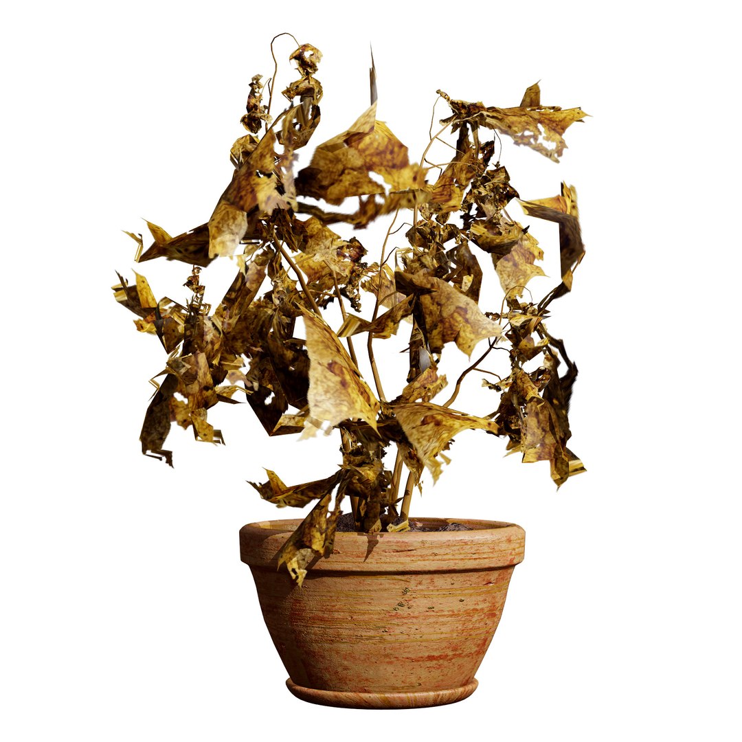 3D Model Dead Plant Pack - TurboSquid 2318977