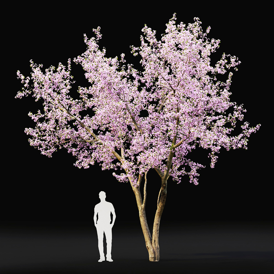 3D cherry tree - TurboSquid 1689089