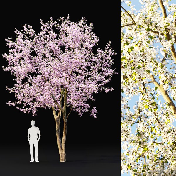 3D Sakura Models | TurboSquid