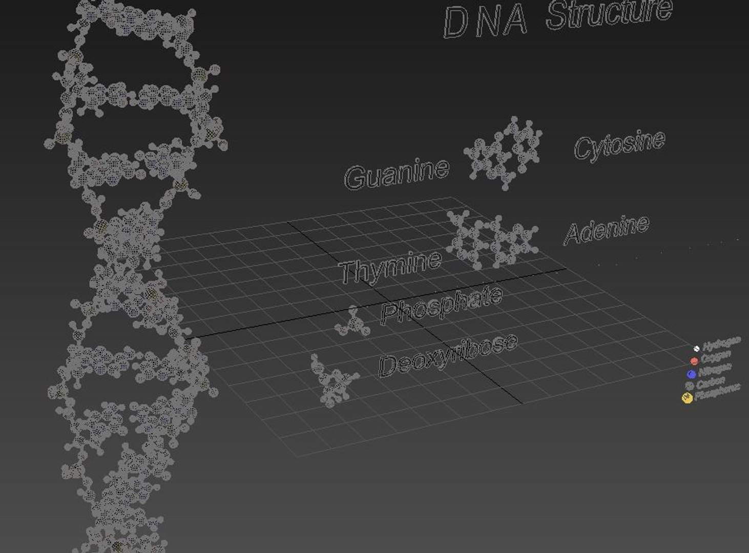 3d Model Deoxyribonucleic Dna