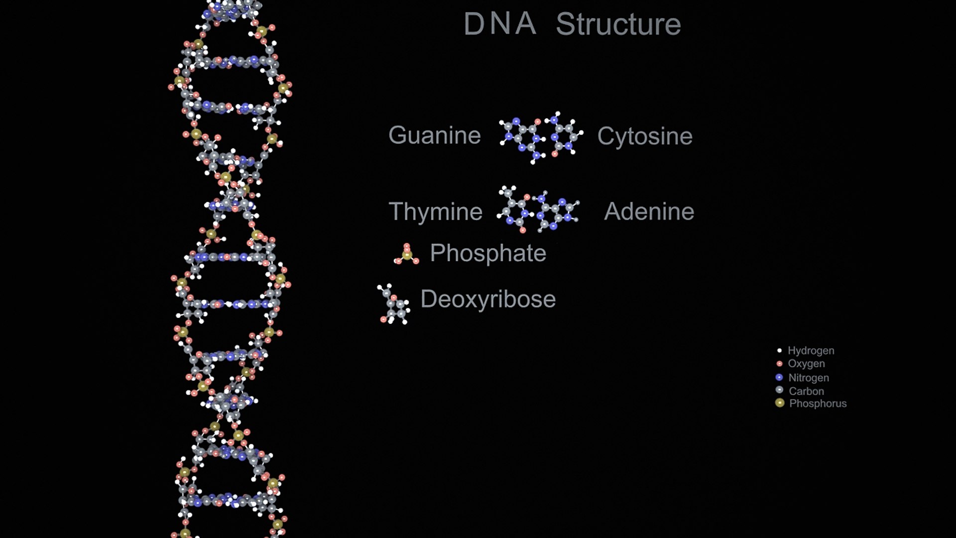 3d Model Deoxyribonucleic Dna