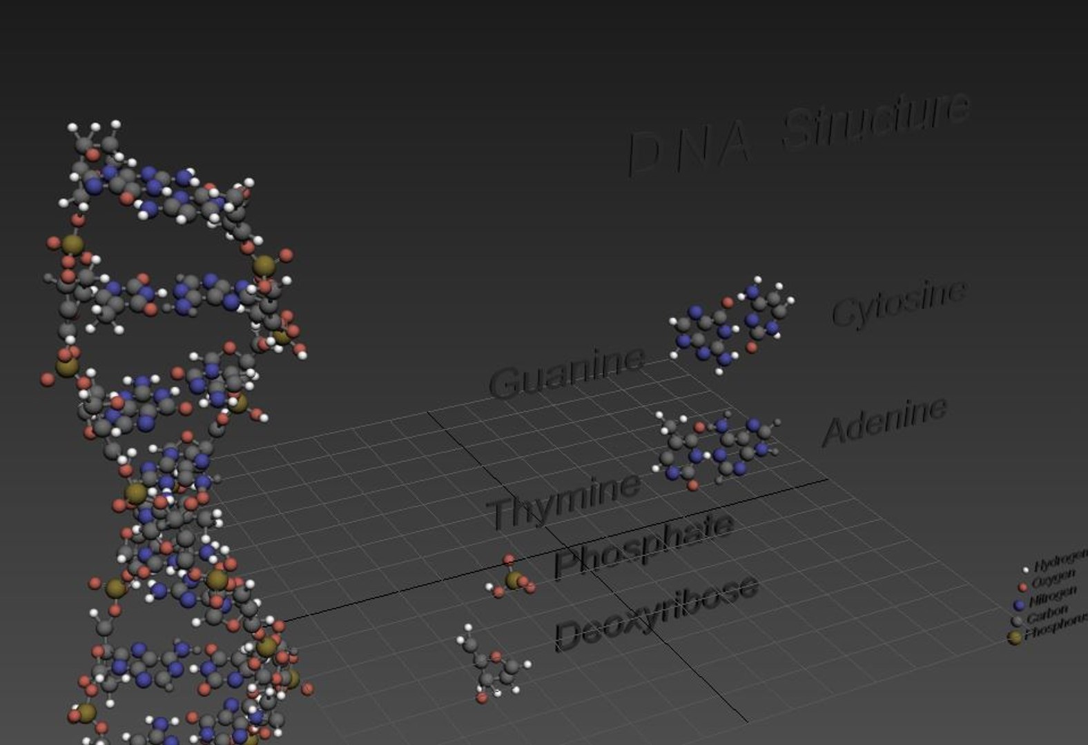 3d Model Deoxyribonucleic Dna
