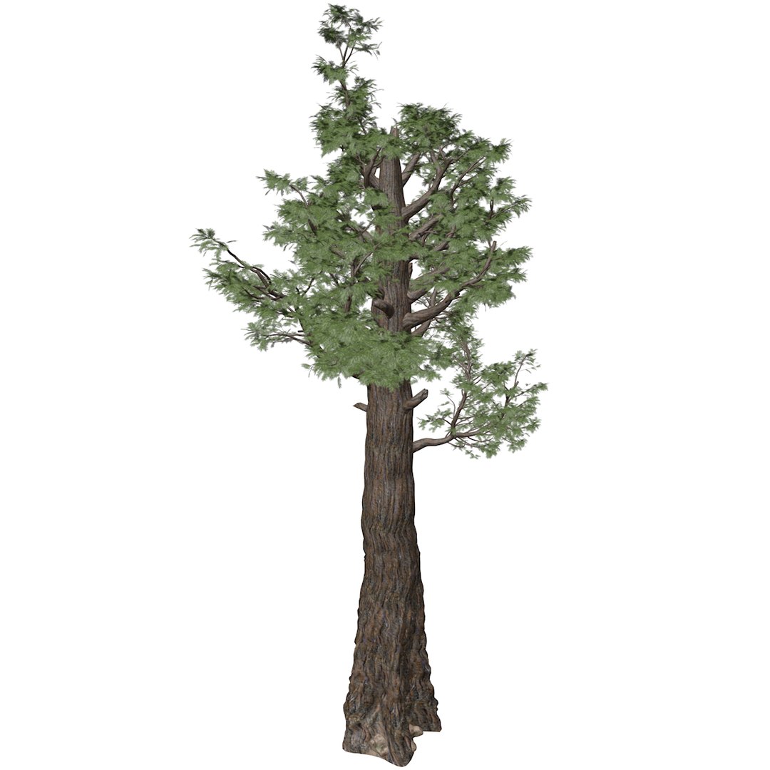 3D Giant Redwood Sequoia Tree Collection - TurboSquid 2378782