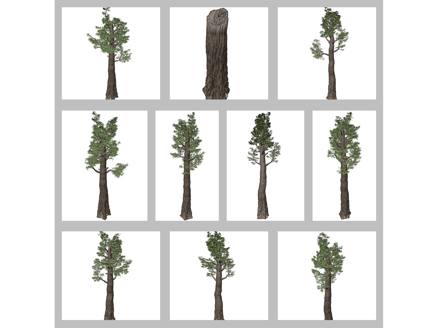 3D Giant Redwood Sequoia Tree Collection - TurboSquid 2378782