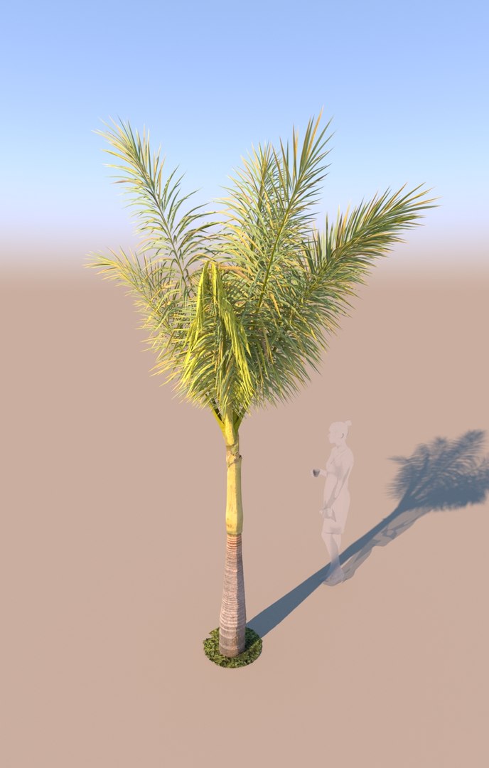 Young Queen Palm C Model - TurboSquid 1669133