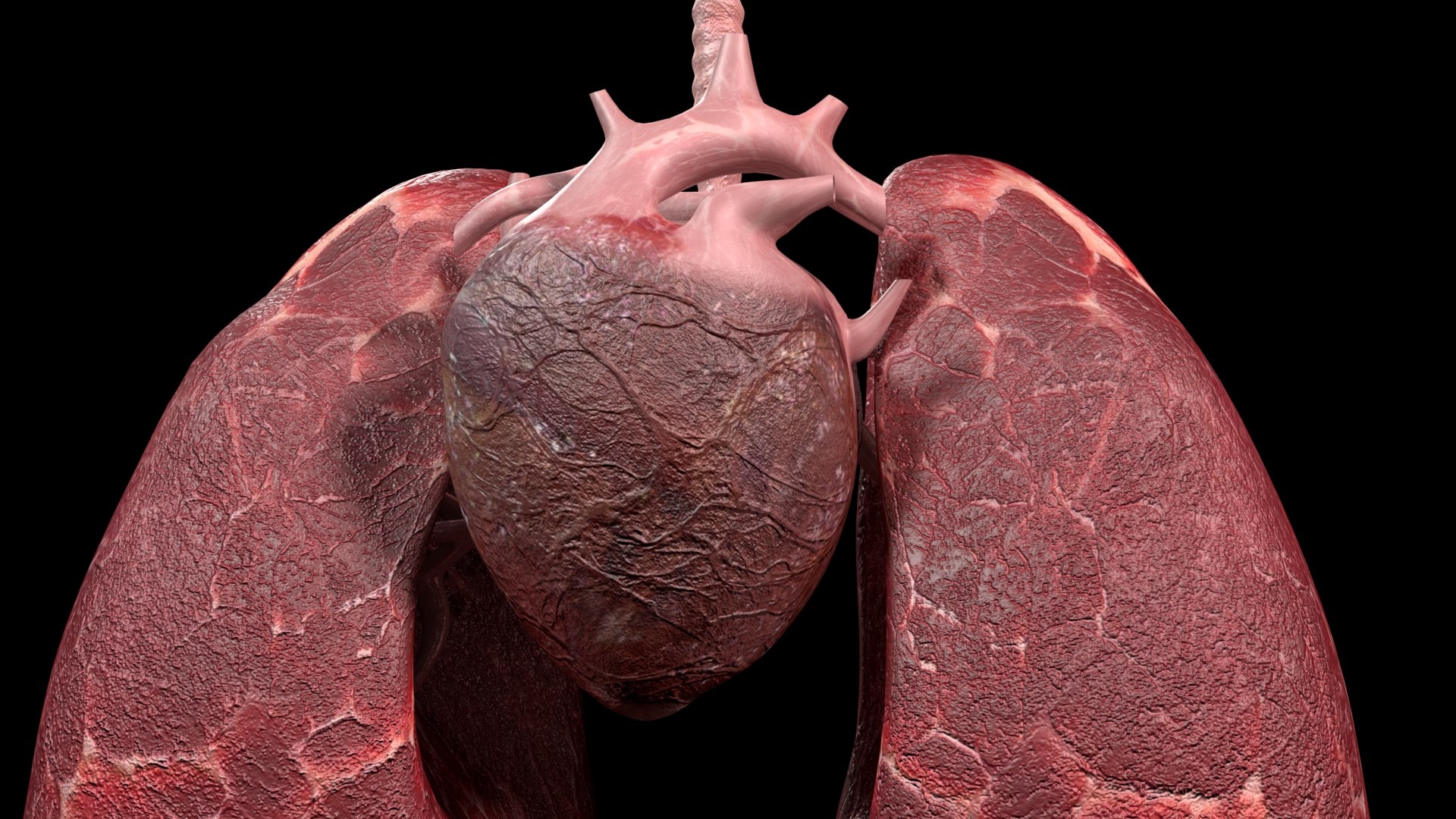 3D Heart Lungs - TurboSquid 1278394