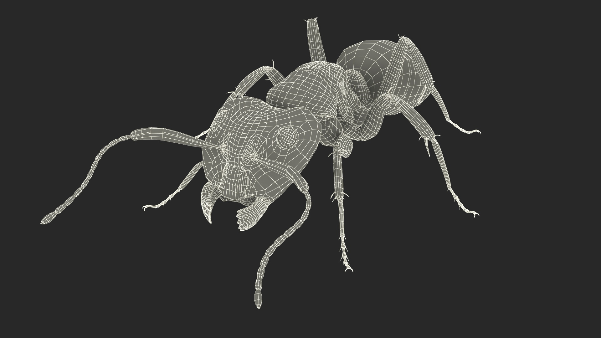 Realistic Ant Insect Fur Model - TurboSquid 2348799