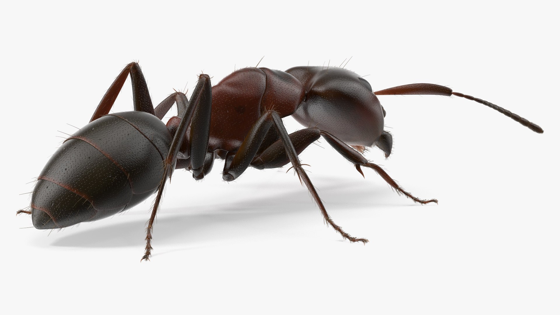 Realistic Ant Insect Fur Model - TurboSquid 2348799