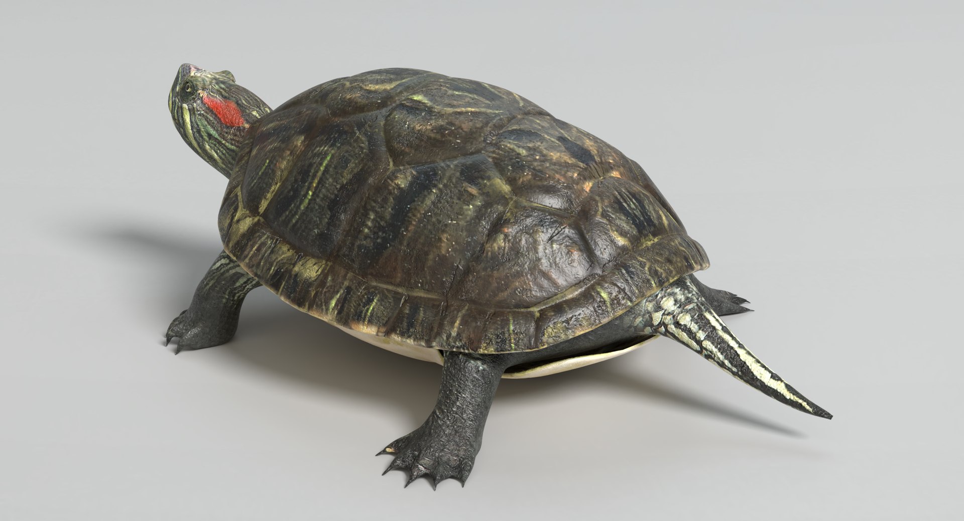 Turtle Animations Model - TurboSquid 1384698