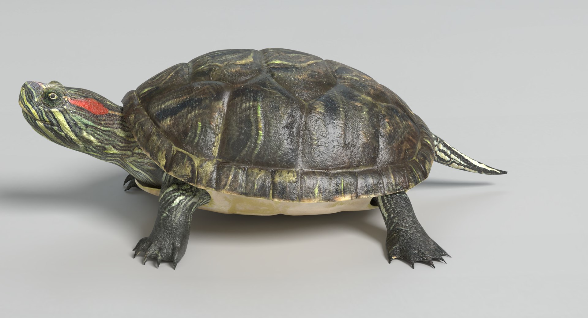 Turtle Animations Model - TurboSquid 1384698