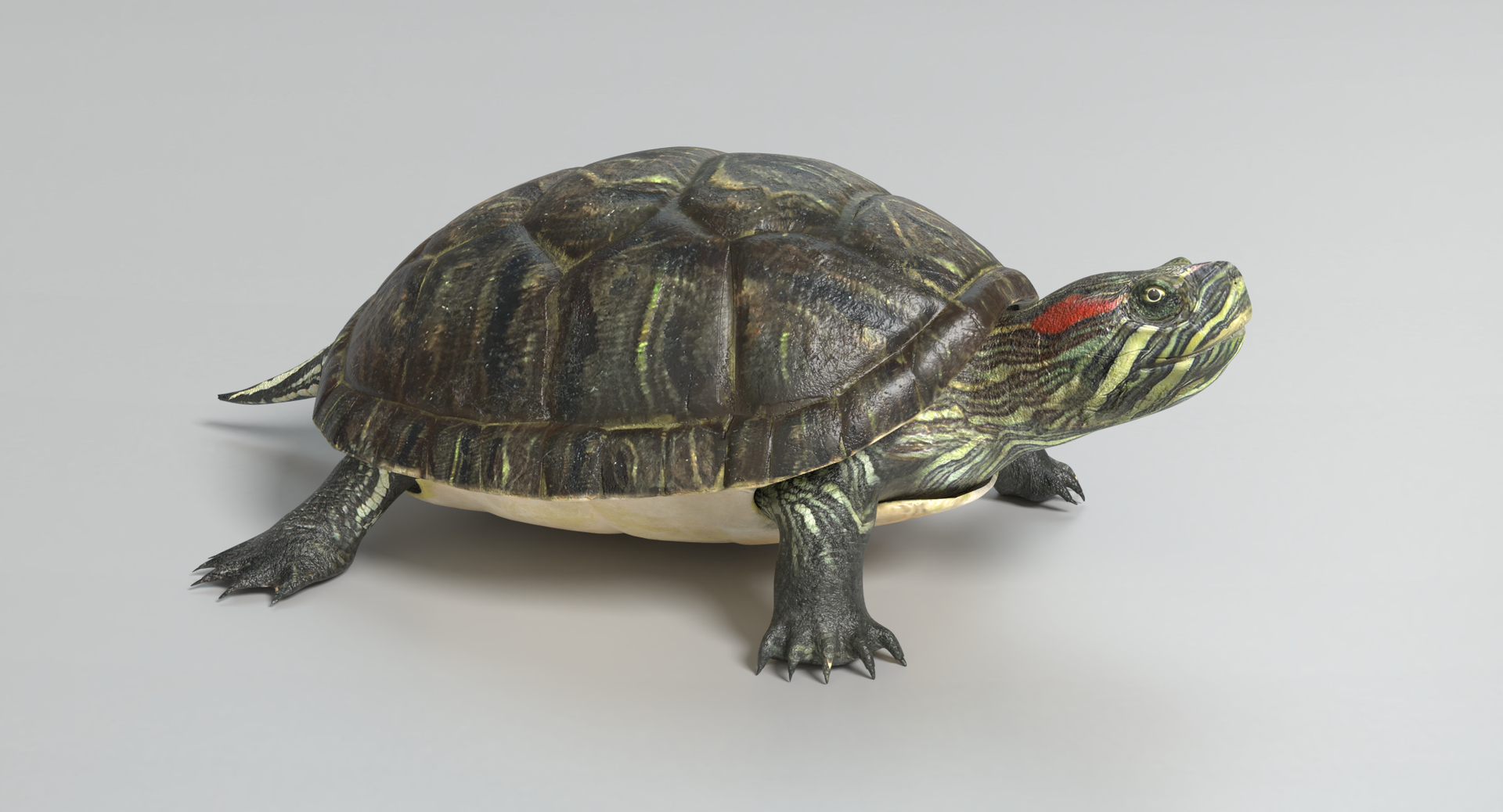 Turtle Animations Model - TurboSquid 1384698