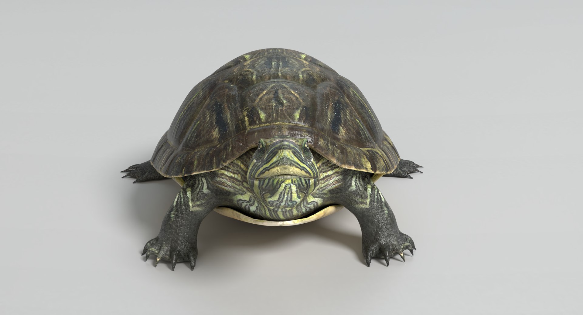 Turtle Animations Model - TurboSquid 1384698