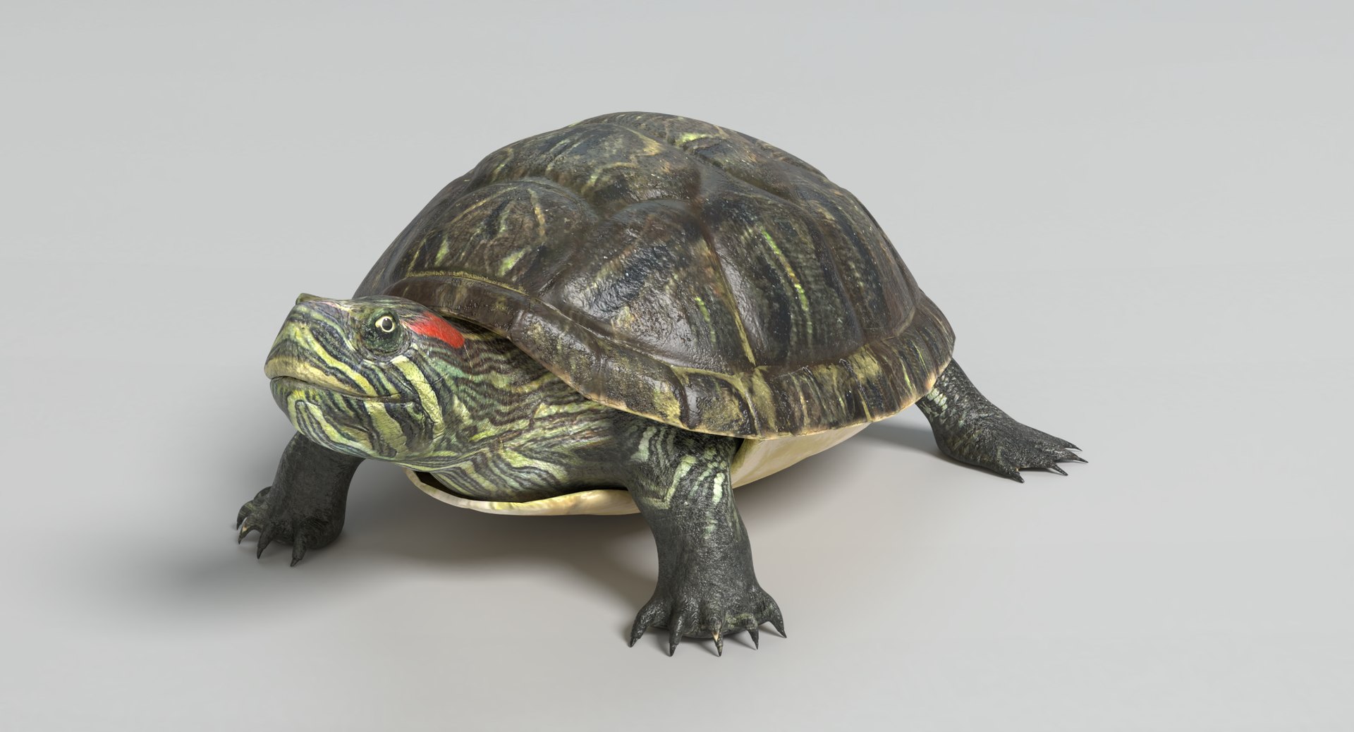 Turtle Animations Model - TurboSquid 1384698