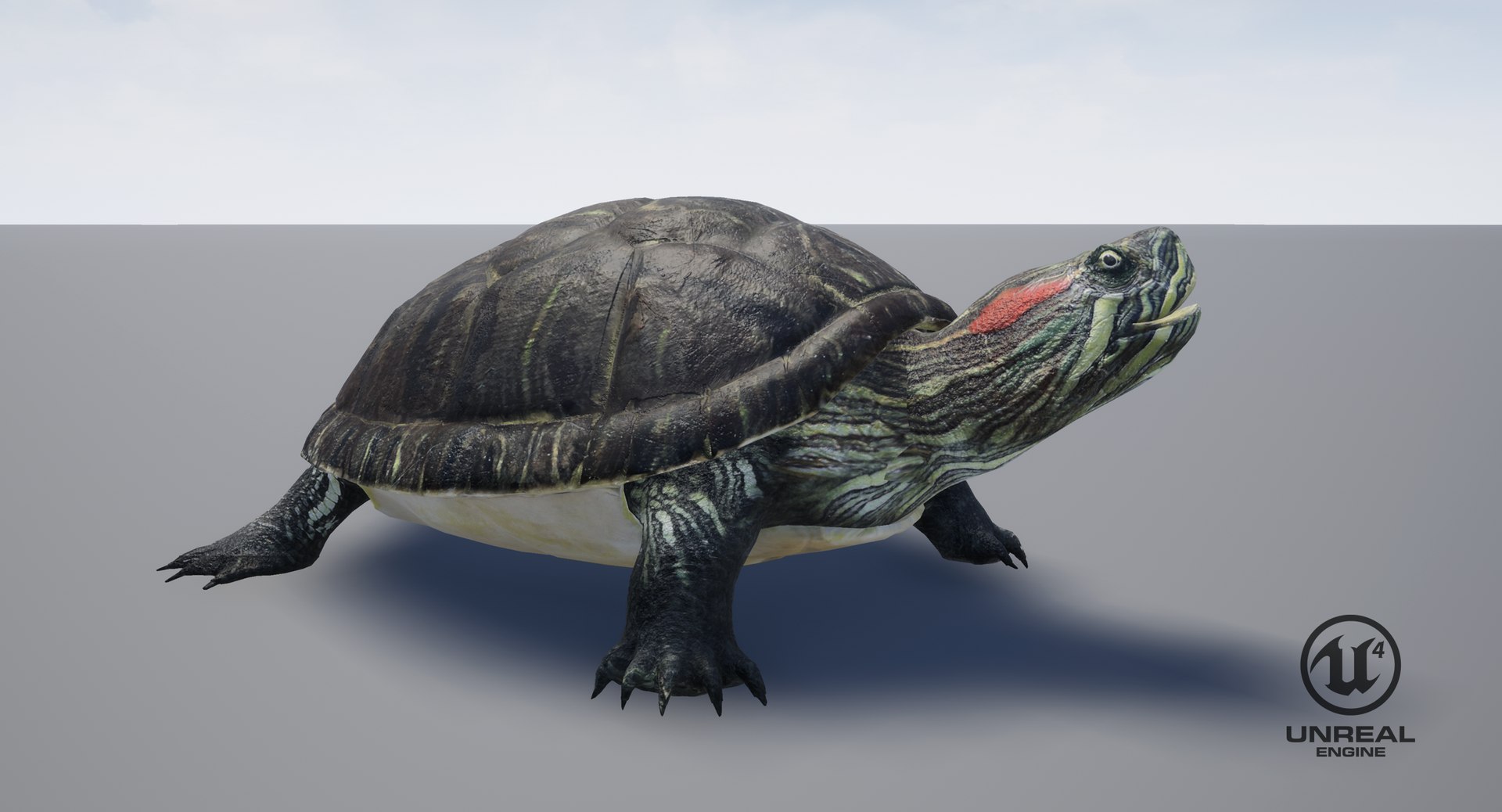 Turtle Animations Model - TurboSquid 1384698
