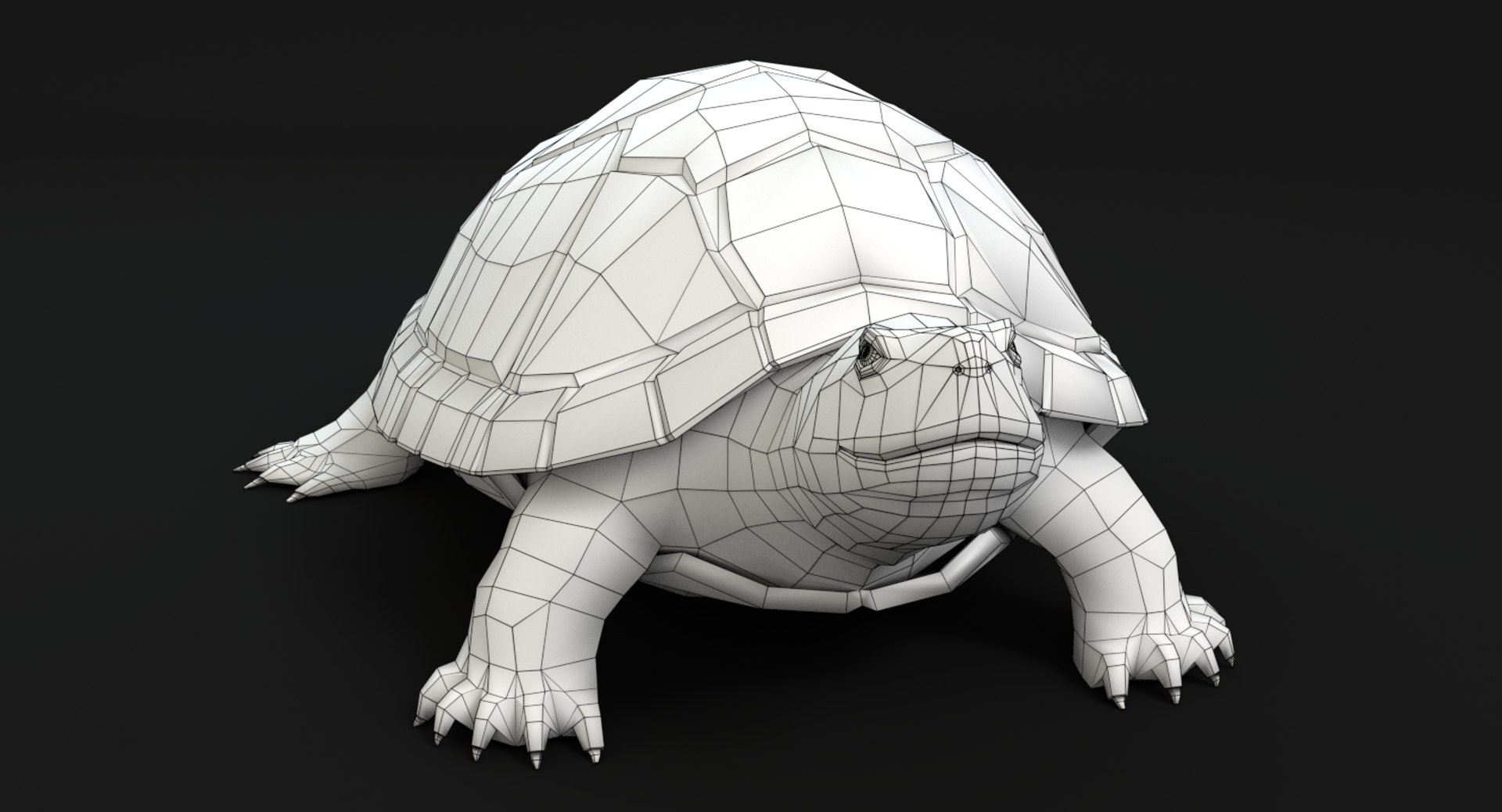 Turtle Animations Model - TurboSquid 1384698