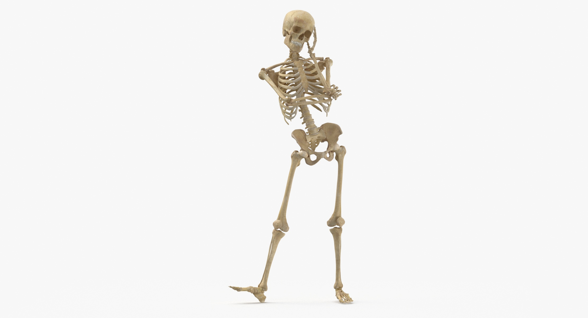 3D Real Human Female Skeleton Pose 71 - TurboSquid 1726172