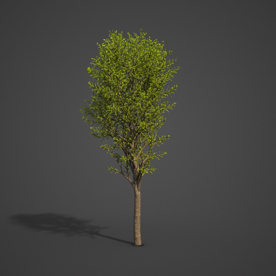 Tree 3D Model - TurboSquid 1677003