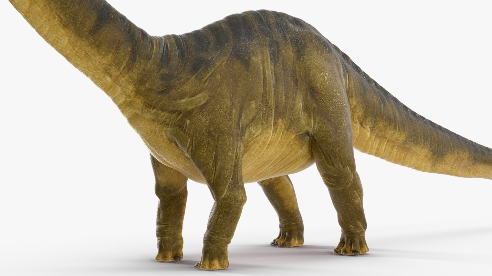 3d Apatosaurus Dinosaur Model