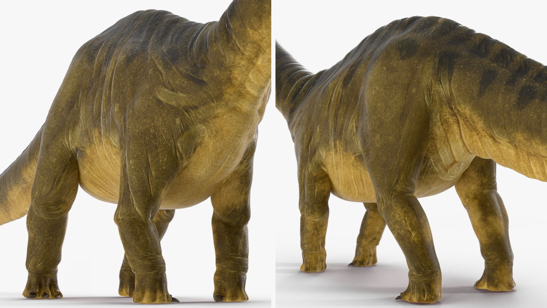 3d Apatosaurus Dinosaur Model