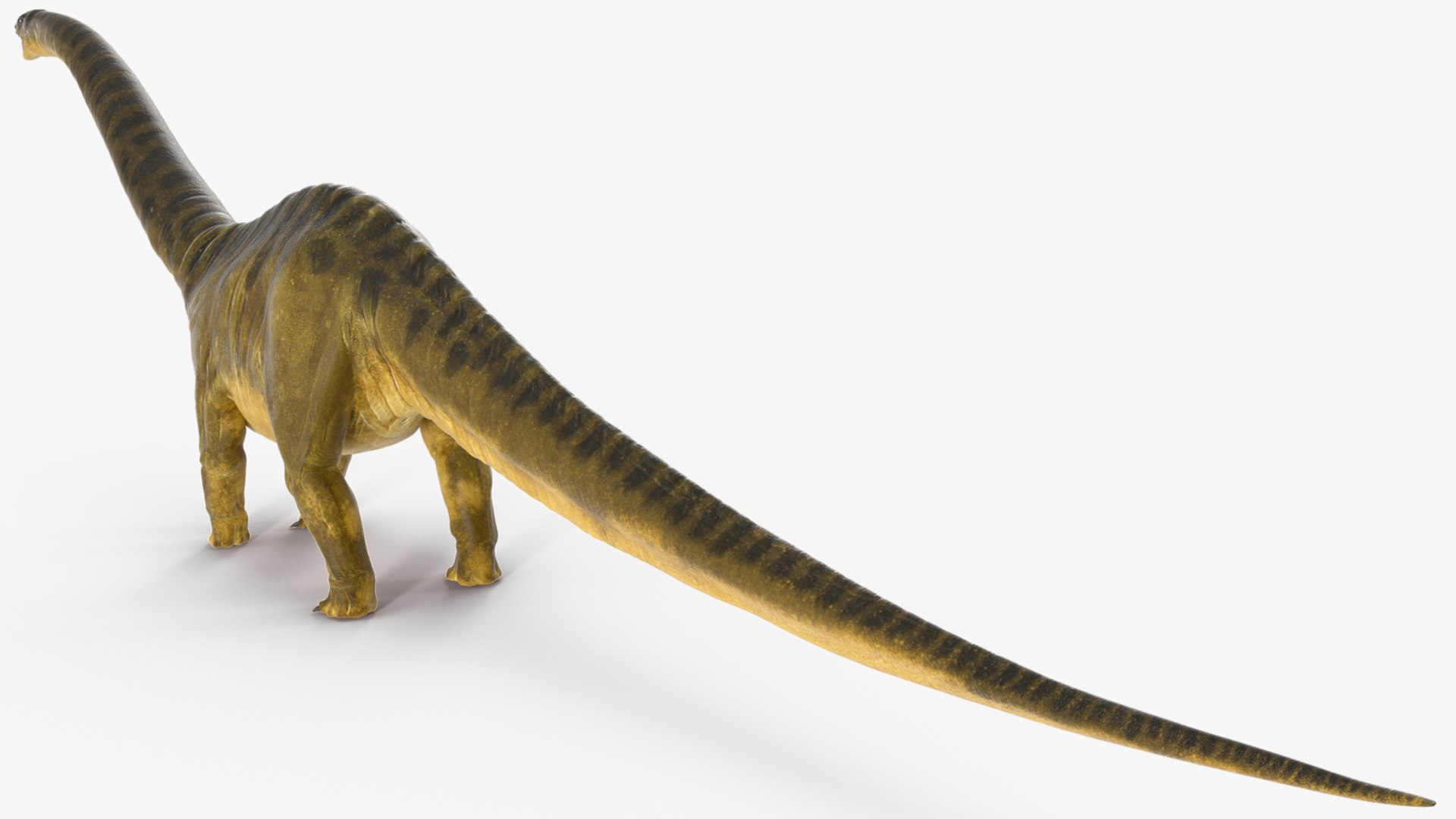 3d Apatosaurus Dinosaur Model