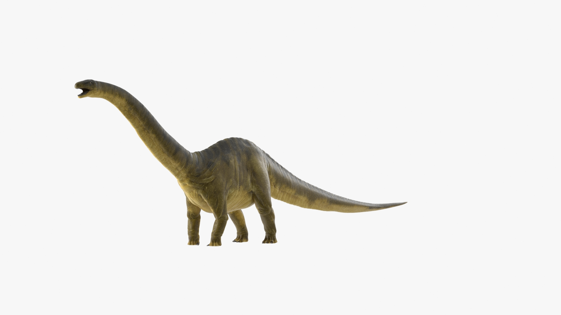 3d Apatosaurus Dinosaur Model