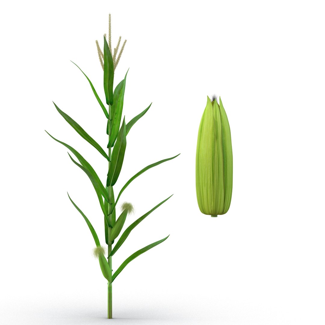 max corn plant field