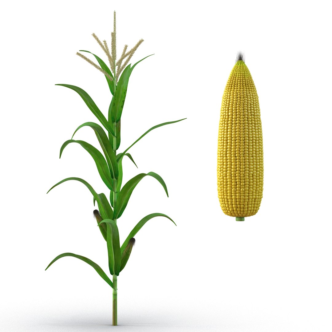 max corn plant field