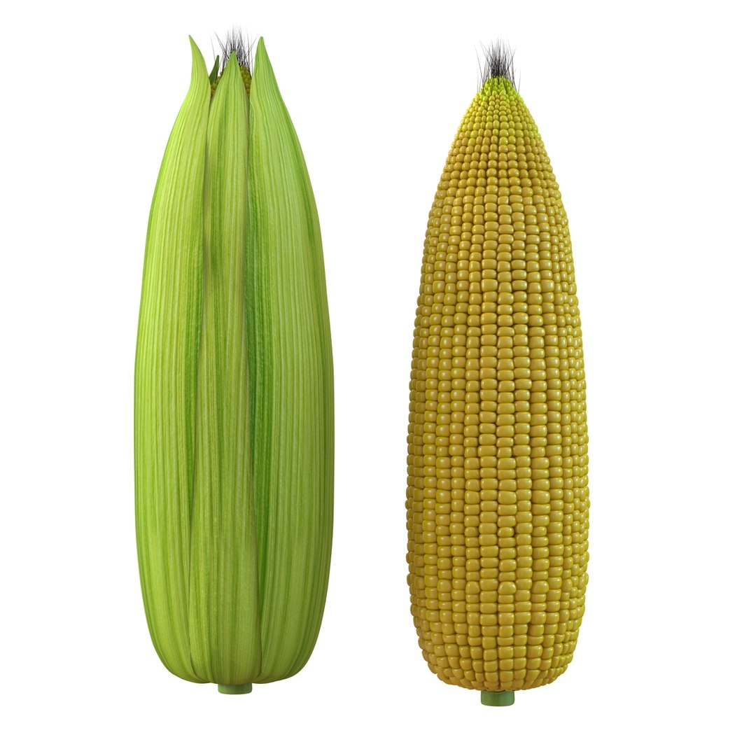 max corn plant field