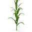 Max Corn Plant Field