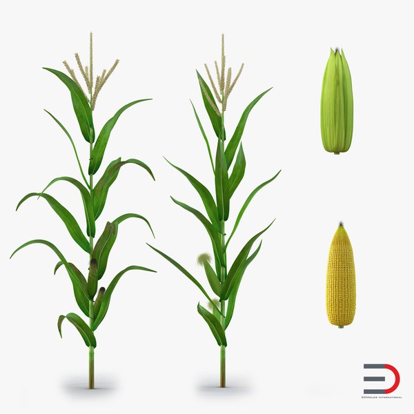 3d corn stalks model