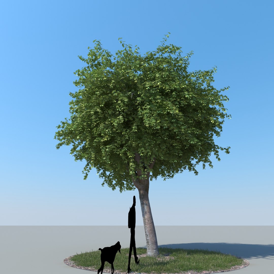 realistic maple tree 3d model