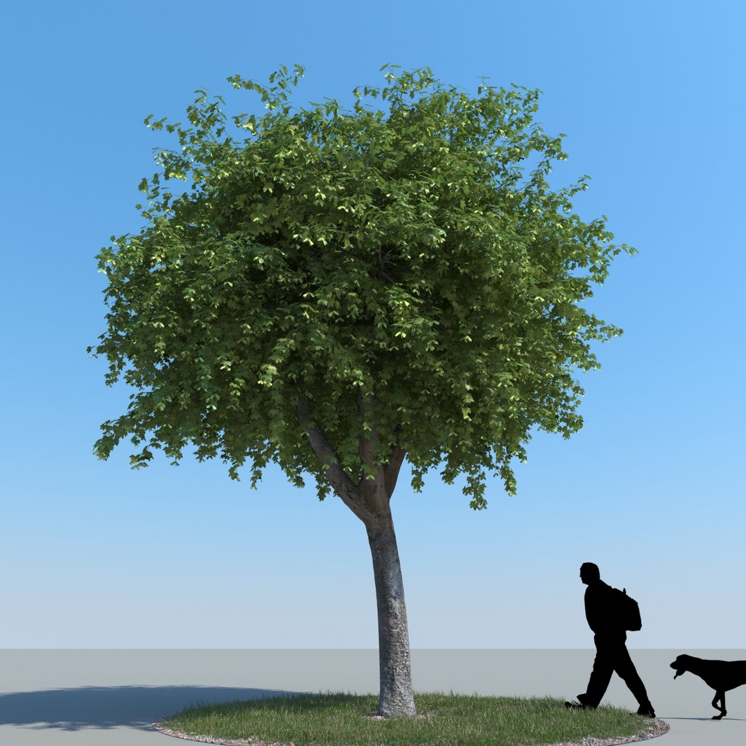 realistic maple tree 3d model