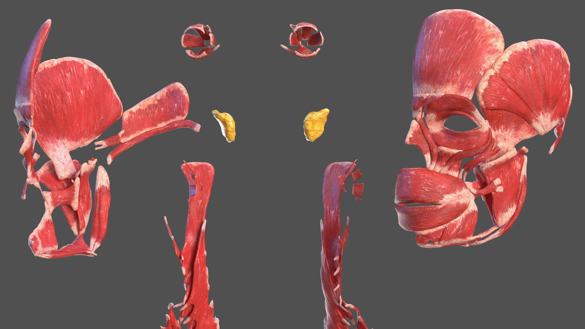 Young Male Muscle System 3D - TurboSquid 1839423