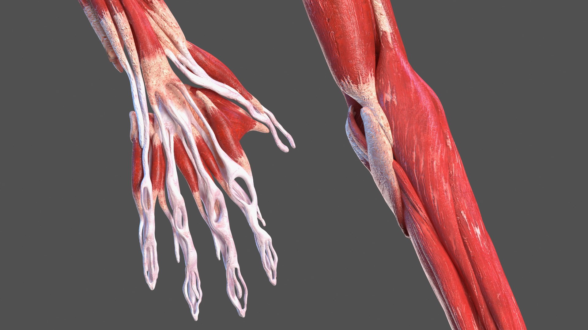 Young Male Muscle System 3D - TurboSquid 1839423