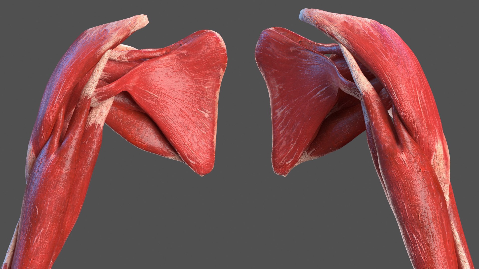 Young Male Muscle System 3D - TurboSquid 1839423