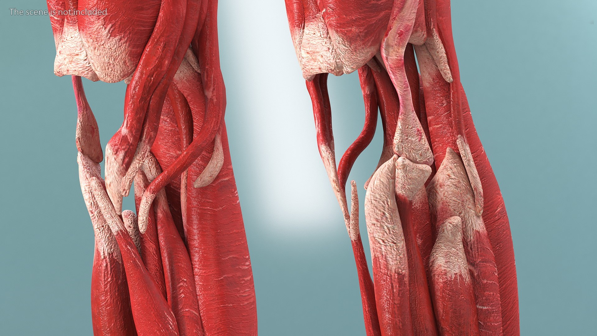 Young Male Muscle System 3D - TurboSquid 1839423