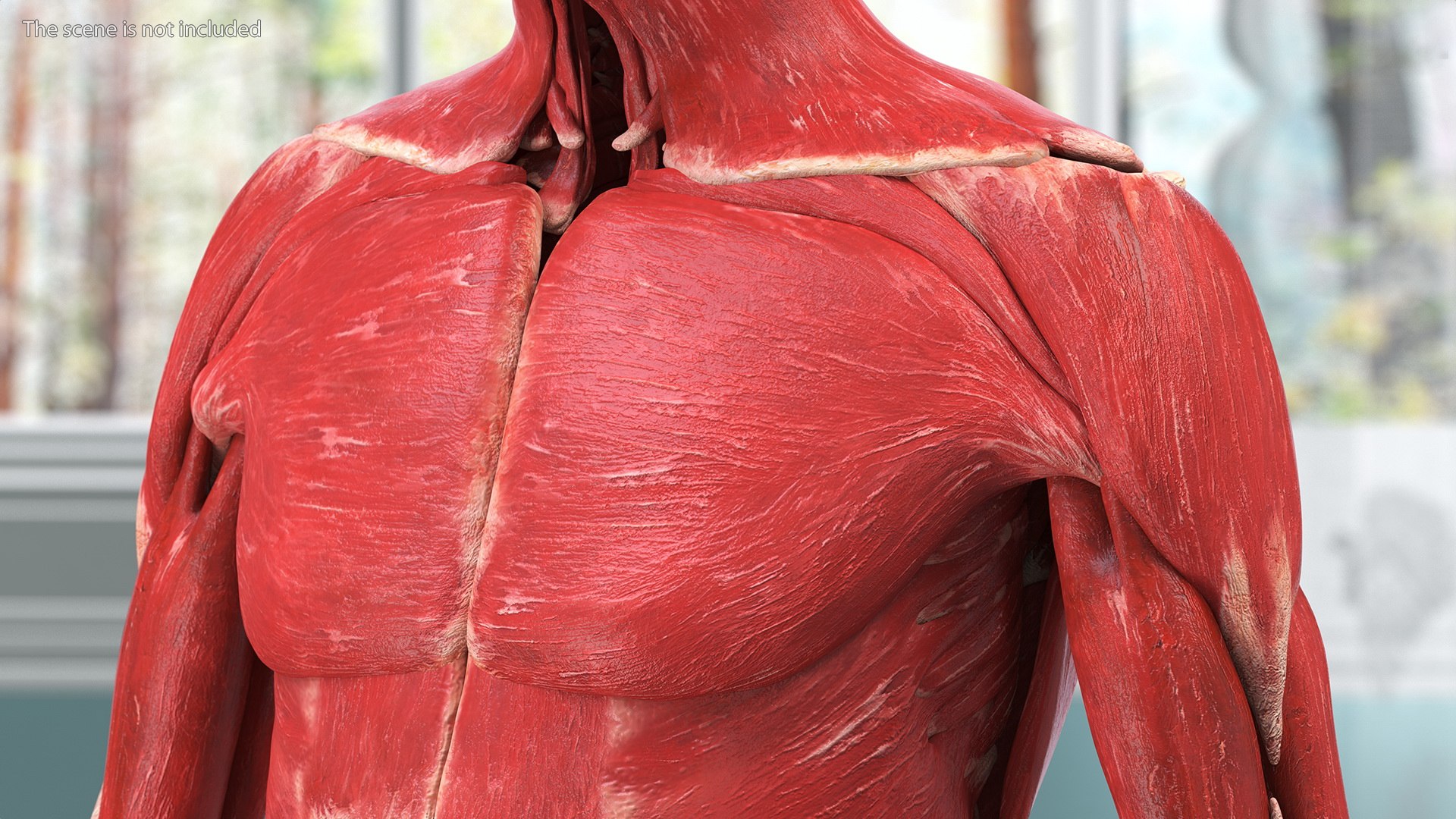 Young Male Muscle System 3D - TurboSquid 1839423
