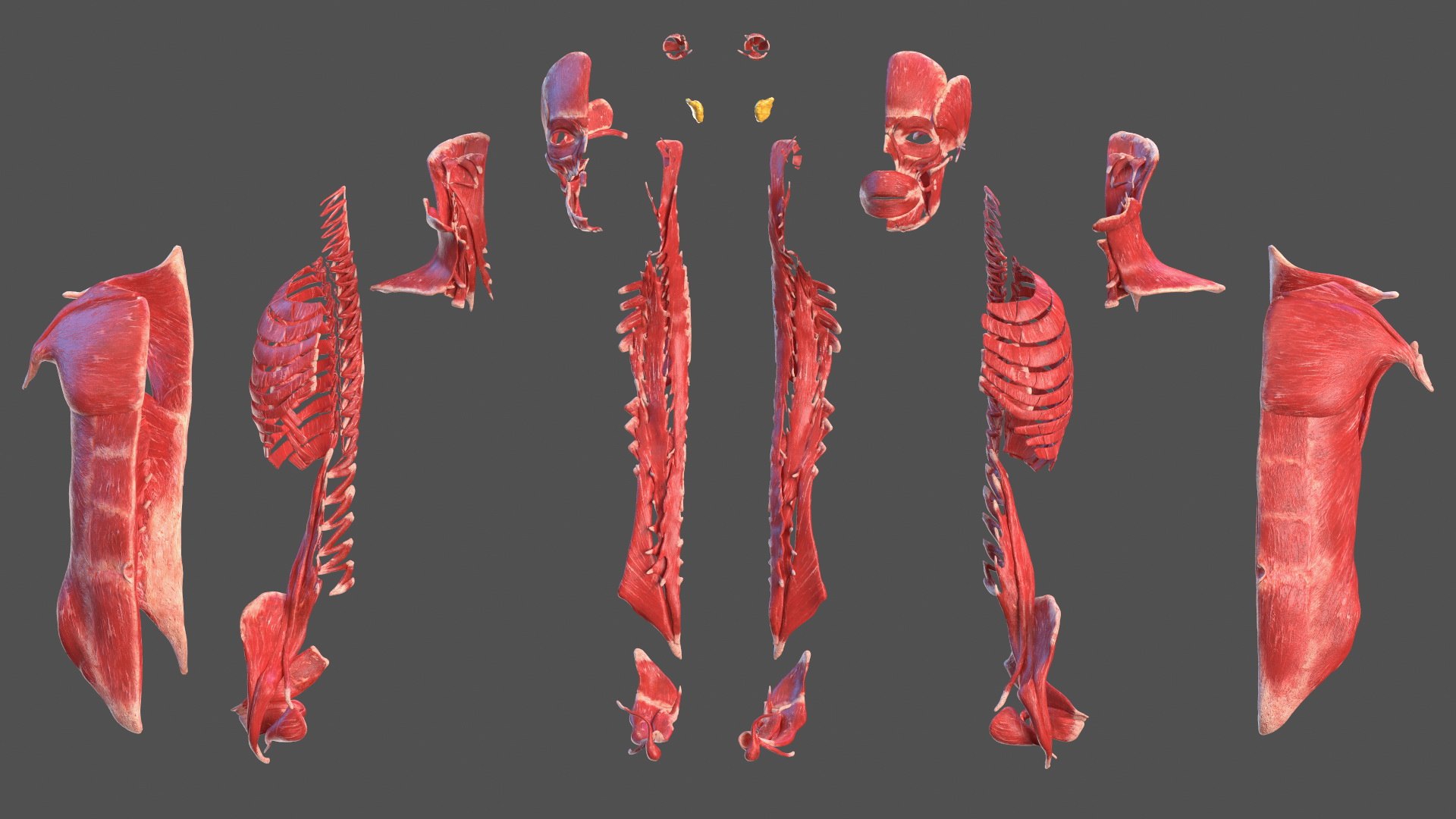 Young Male Muscle System 3D - TurboSquid 1839423