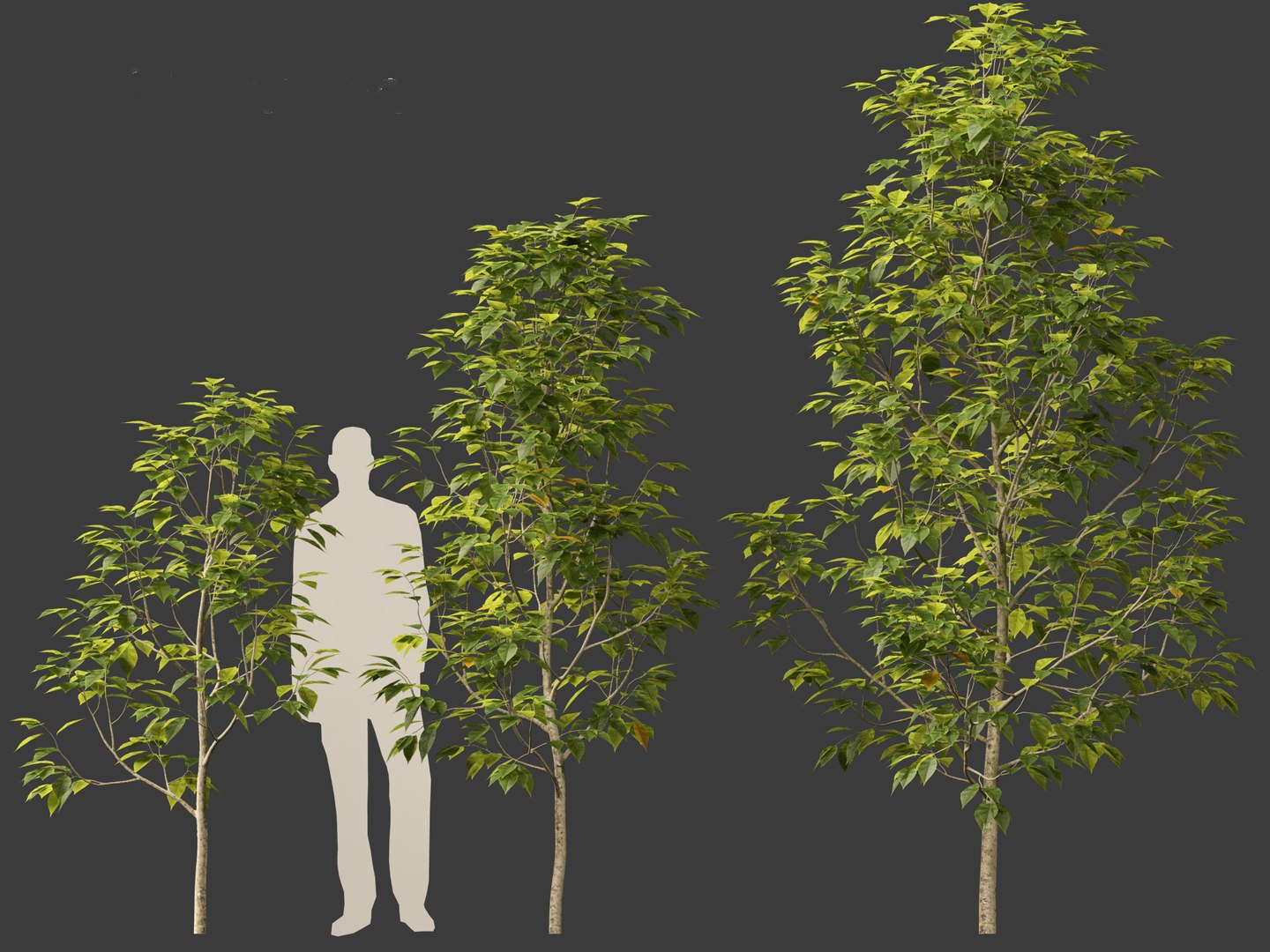 Eucommia ulmoides - Hardy rubber tree 01 3D model - TurboSquid 2097524