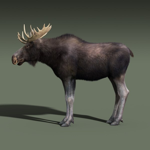 3d model moose fur
