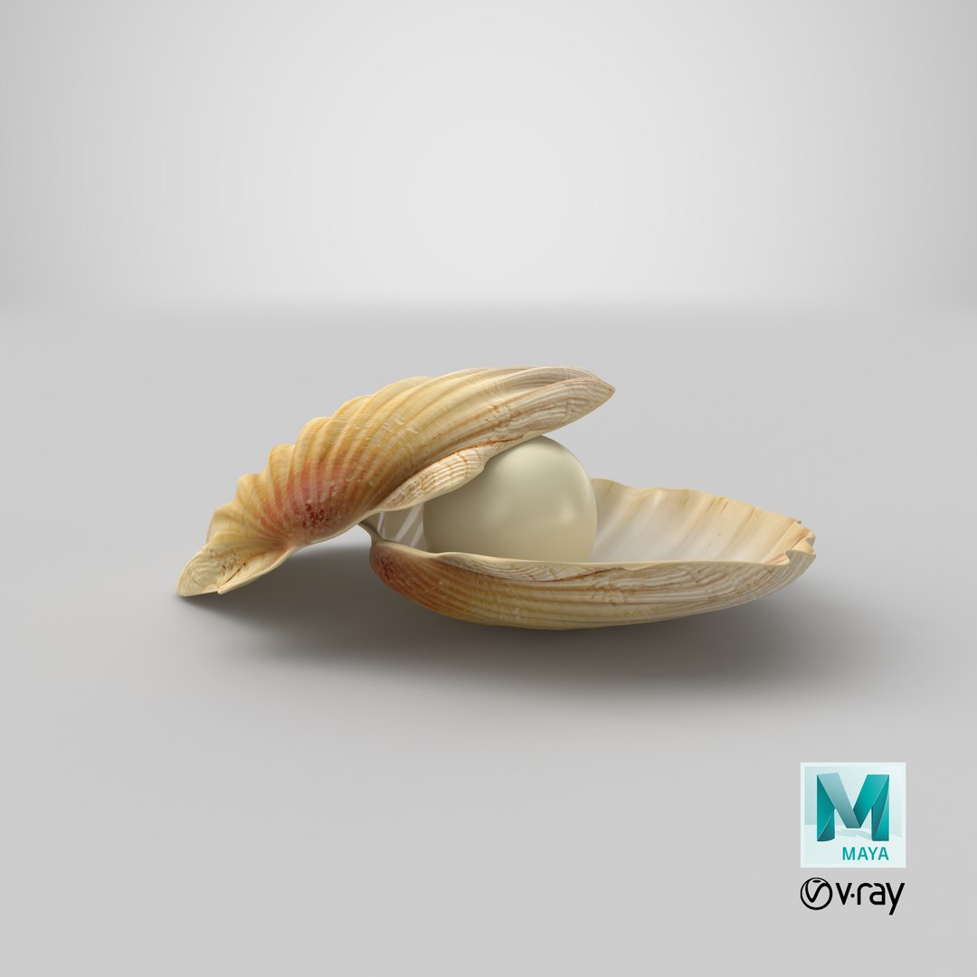 Pearl shell 3D model - TurboSquid 1242106