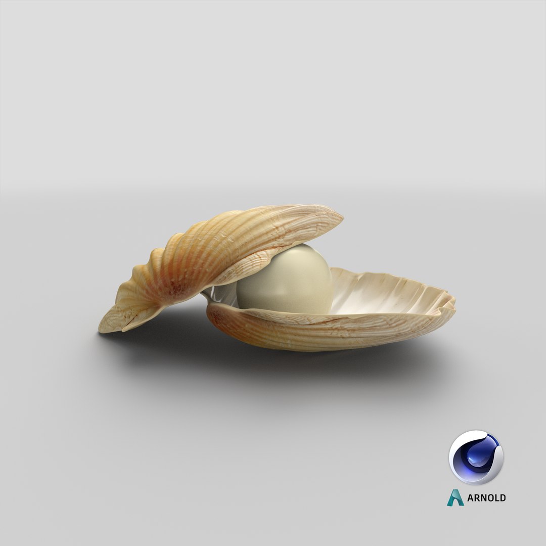 Pearl shell 3D model - TurboSquid 1242106