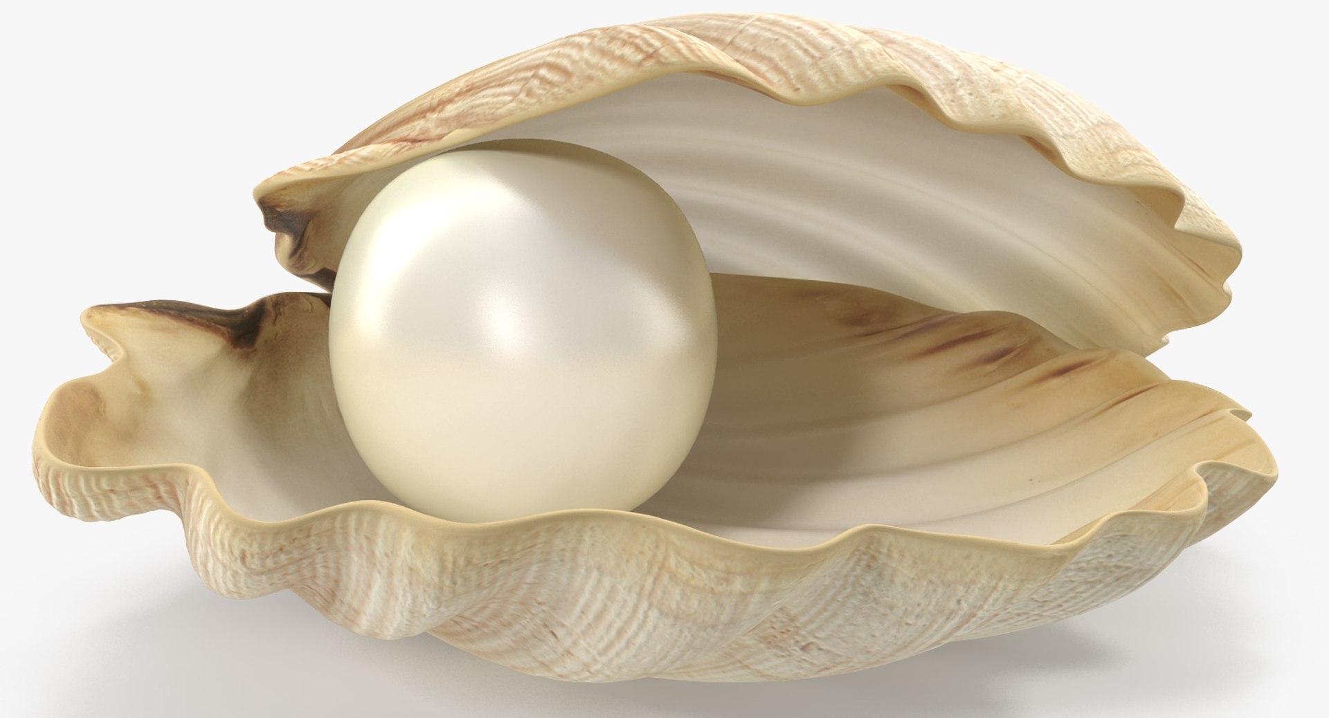 Pearl Shell 3D Model - TurboSquid 1242106