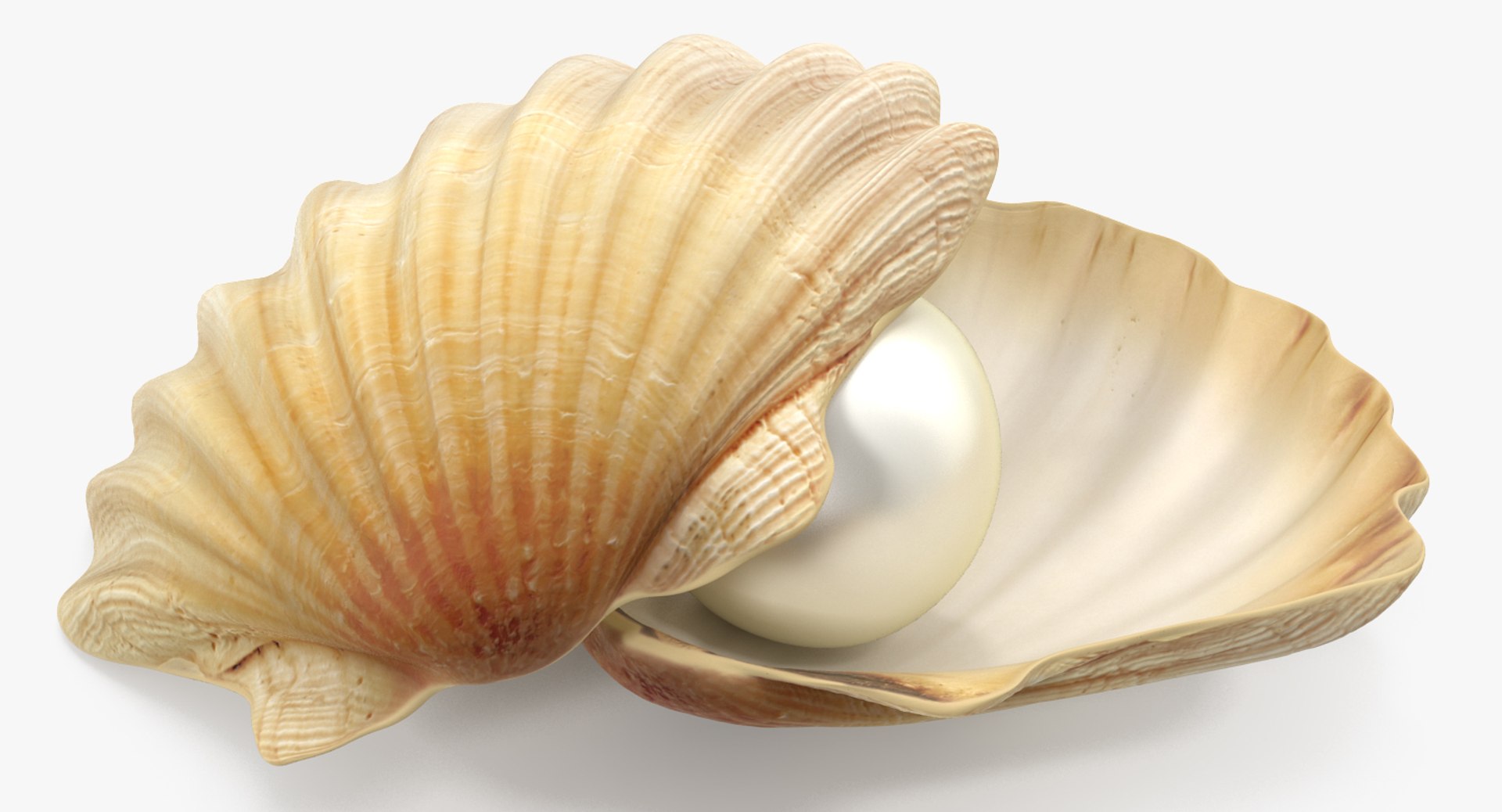 Pearl Shell 3D Model - TurboSquid 1242106