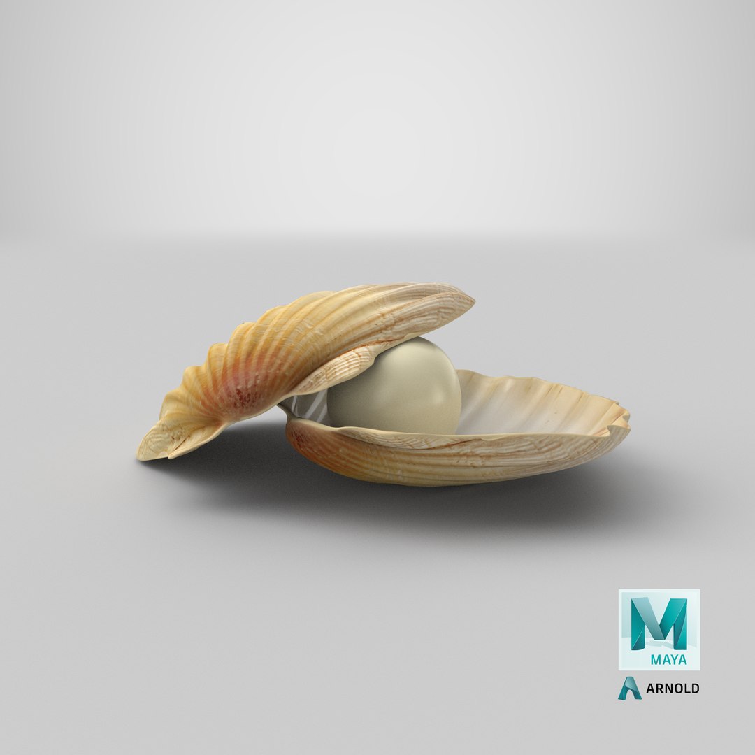 Pearl shell 3D model - TurboSquid 1242106
